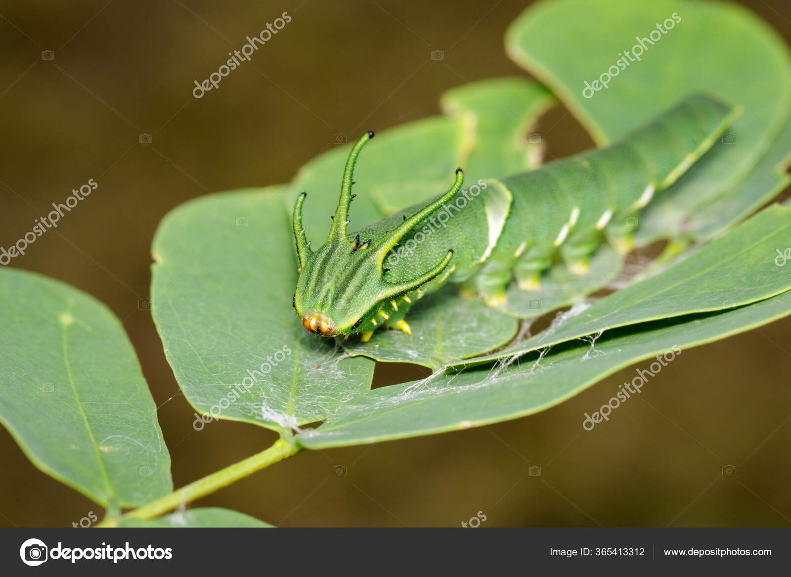 Image Caterpillar Common Nawab Butterfly Polyura Athamas Dragon Headed ...
