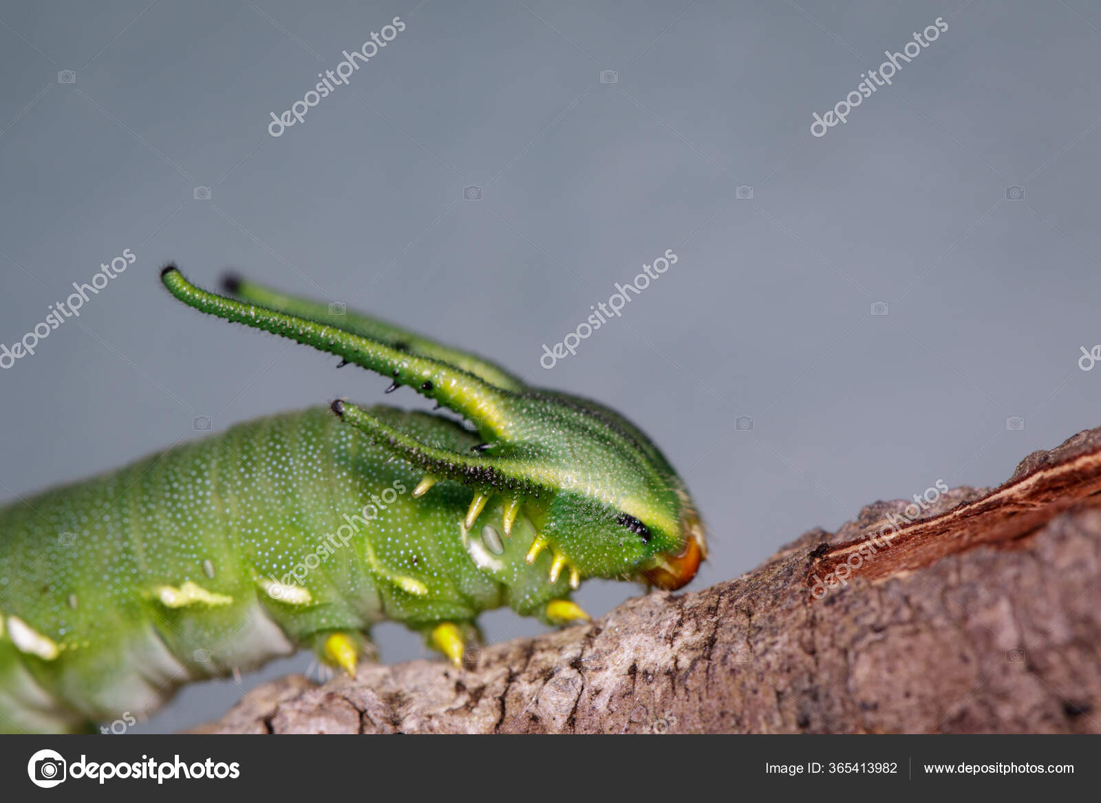 Image Caterpillar Common Nawab Butterfly Polyura Athamas Dragon Headed ...