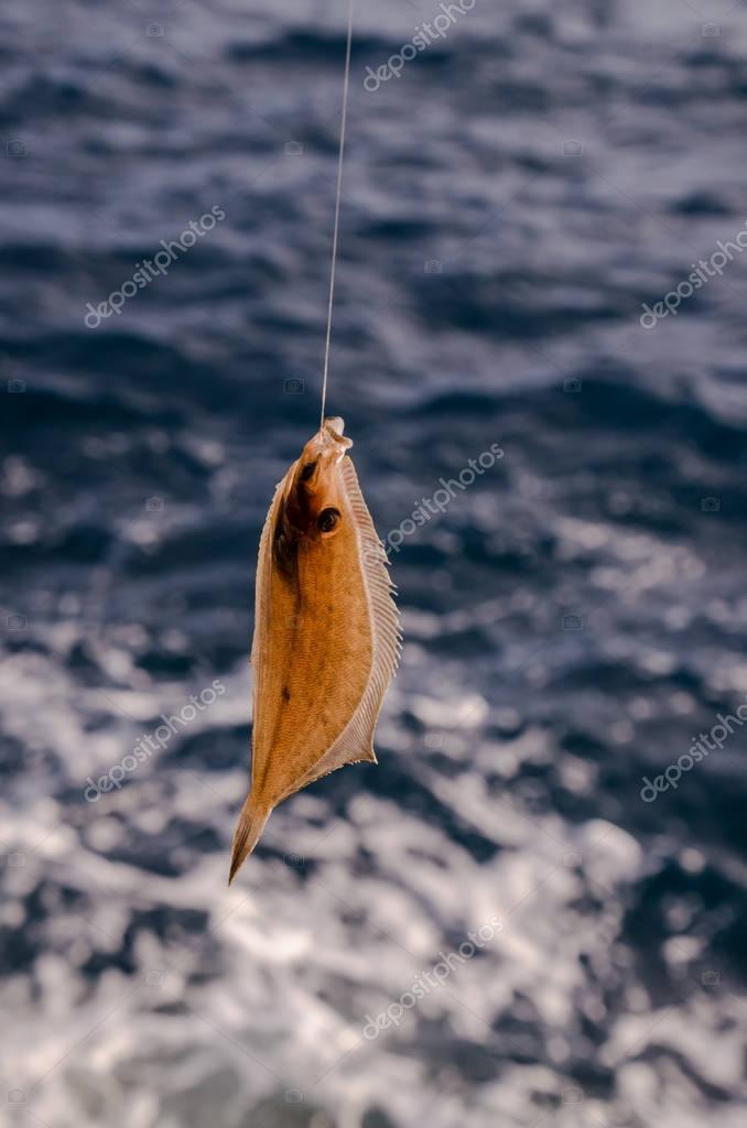 Pescado entero de lenguado fresco 2023