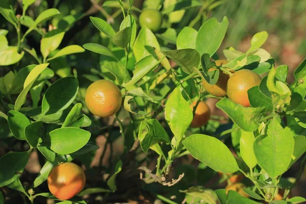 Orange tree in nature - Stock Image - Everypixel