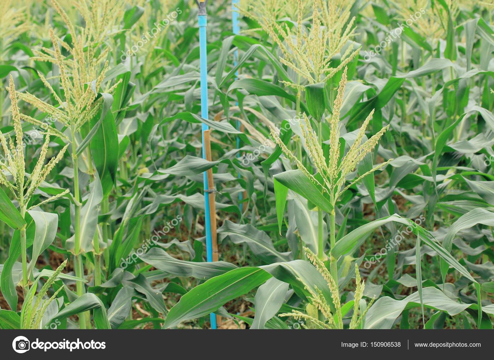 Corn farm in nature — Stock Photo © oilslo #150906538