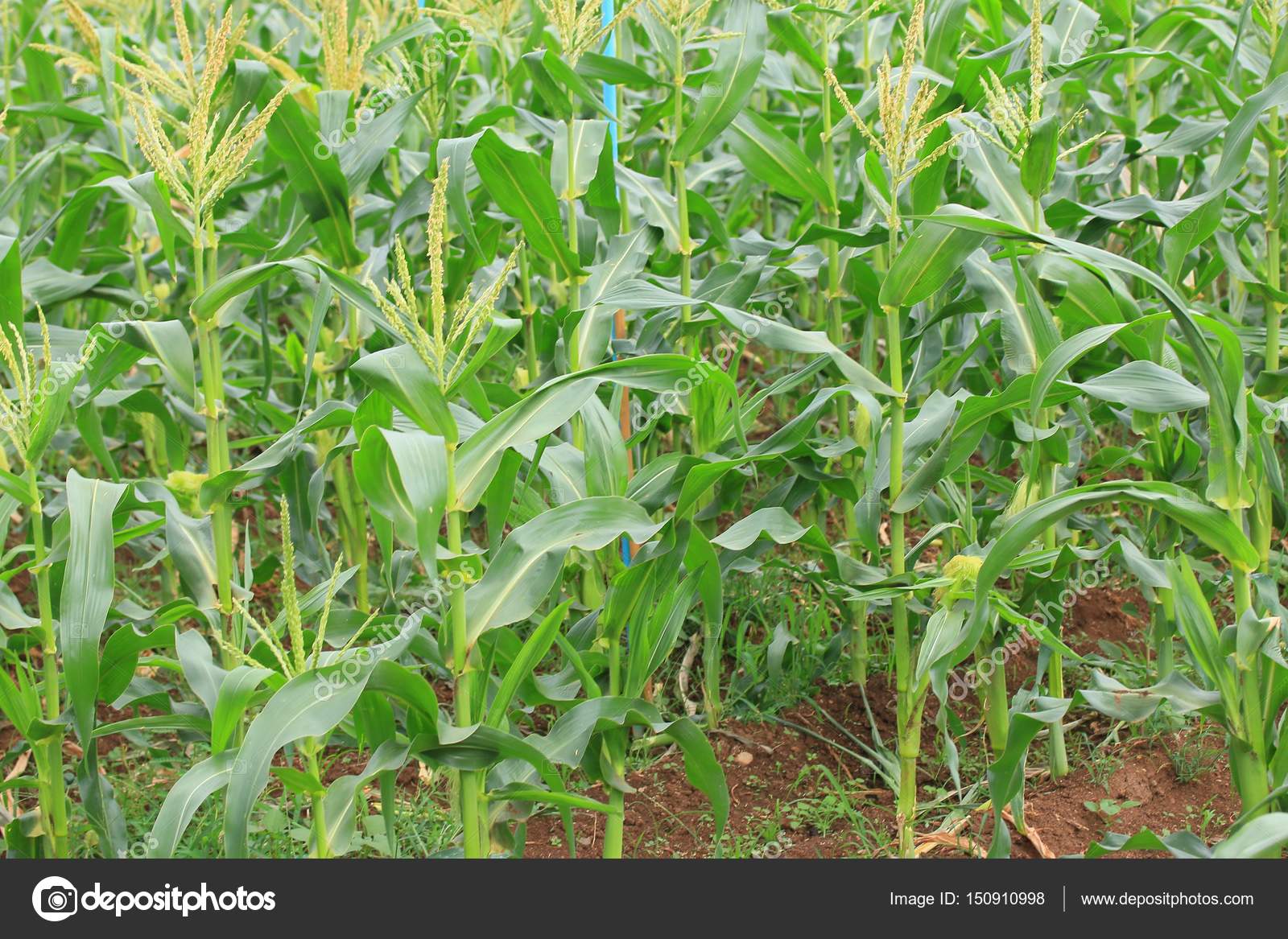 Corn farm in nature — Stock Photo © oilslo #150910998