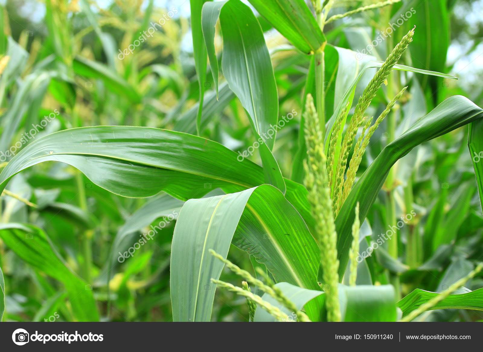 Corn farm in nature — Stock Photo © oilslo #150911240