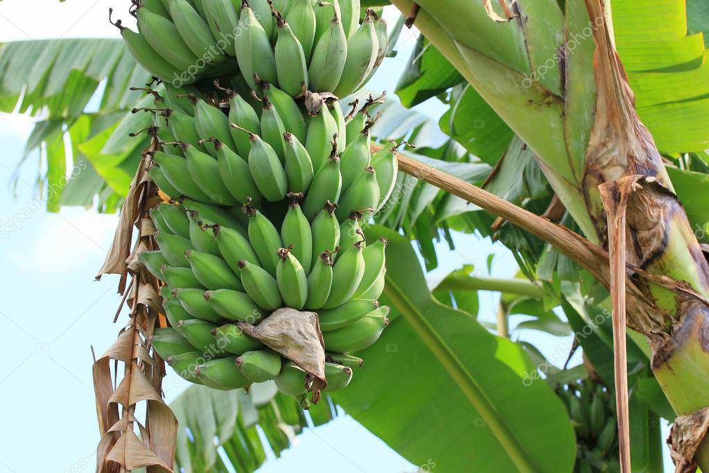 Árbol de plátano en la naturaleza 2023
