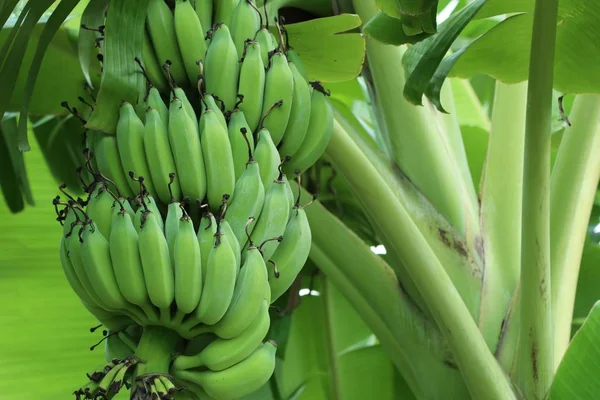 Pianta banano Stock Photos, Royalty Free Pianta banano Images ...