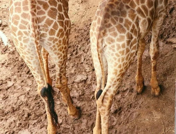 Giraffe foot Stock Photos, Royalty Free Giraffe foot Images | Depositphotos