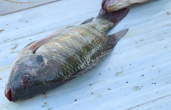 Fotos de Peixe lama, Imagens de Peixe lama sem royalties | Depositphotos