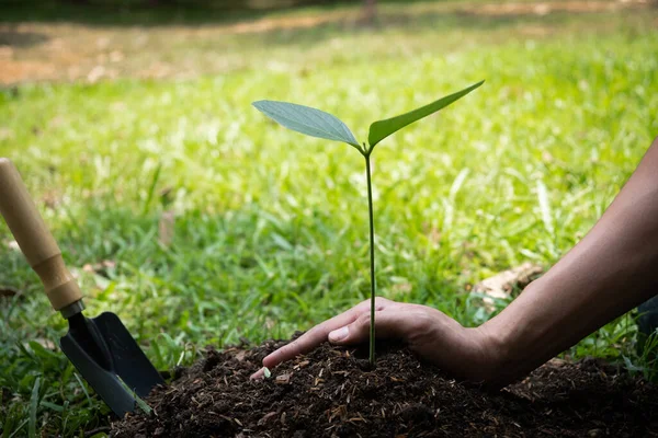 Small tree planting Stock Photos, Royalty Free Small tree planting ...