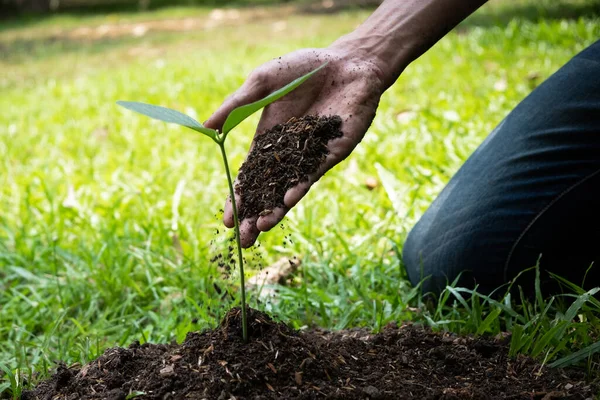 The young man is planting the tree in the garden to preserve ...