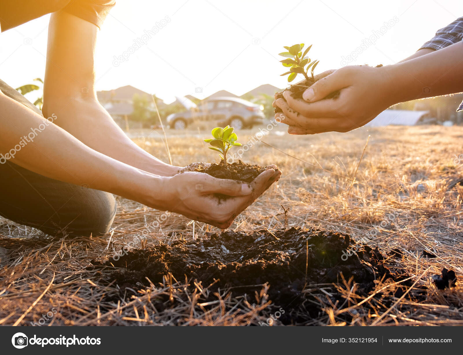 Two Young Men Planting Tree Garden Preserve Environment Concept Nature ...