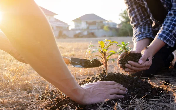 Two young men planting tree in the garden to preserve environment ...