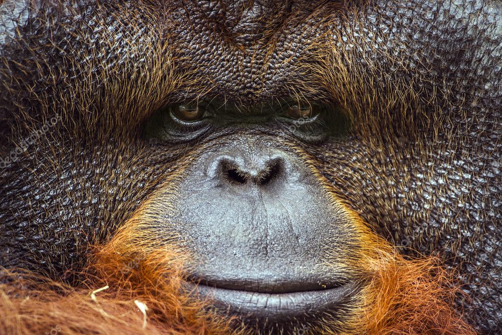 Orangutan portrait in Chiang Mai zoo, Thailand — Stock Photo © Utopia ...