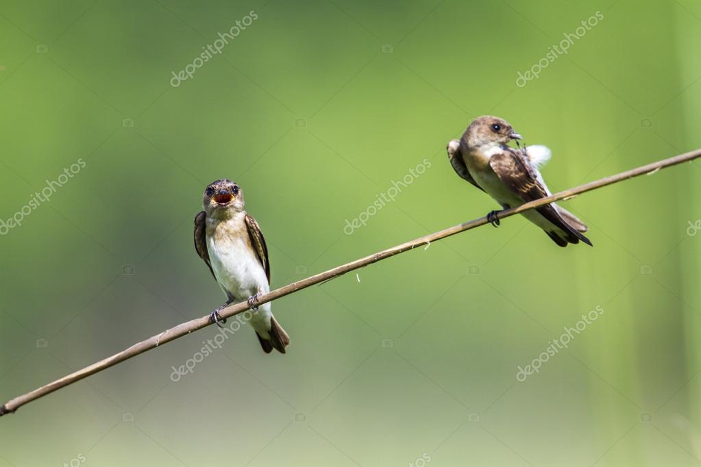 Plain martin in Bardia national park, Nepal — Stock Photo © Utopia_88 ...