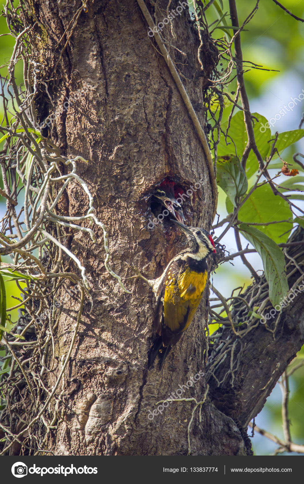 Black-rumped flameback in Bardia national park, Nepal — Stock Photo ...