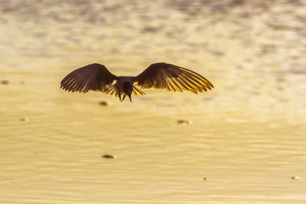 Wingspan Stock Photos, Royalty Free Wingspan Images | Depositphotos