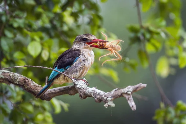 Insect eating bird Stock Photos, Royalty Free Insect eating bird Images ...