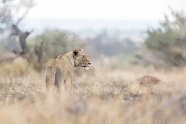 African Lion Male Lying Morning Savannah Kruger National Park South ...