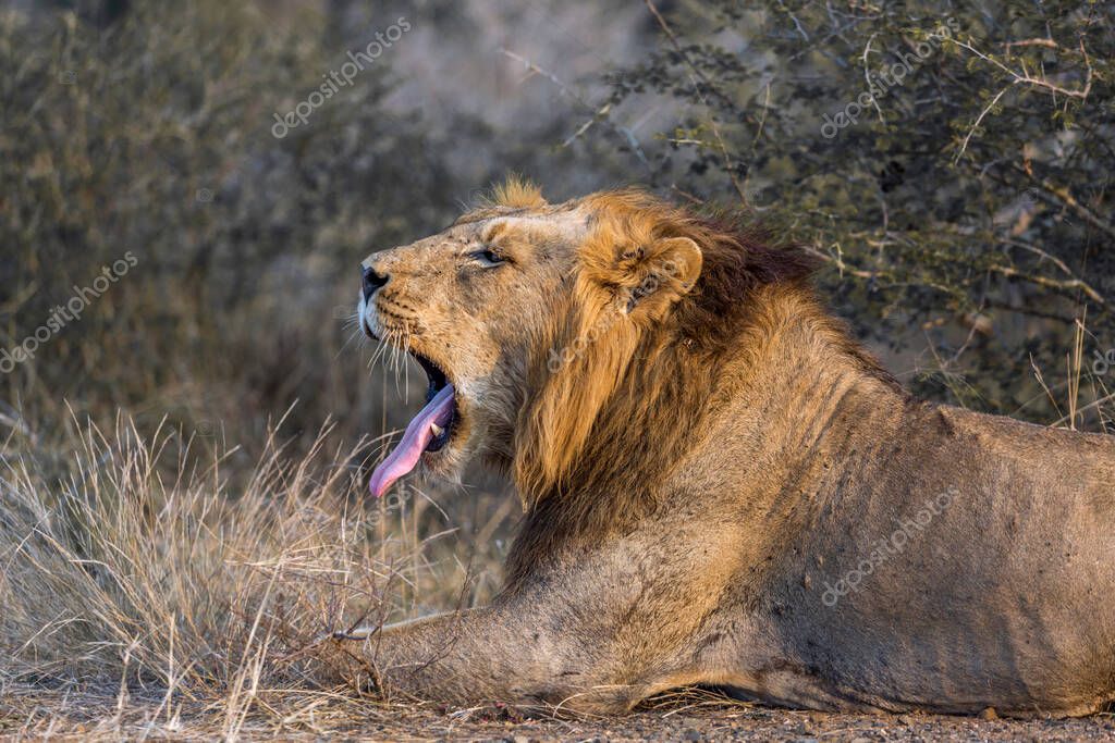 Retrato masculino de león africano bostezando en el Parque Nacional ...