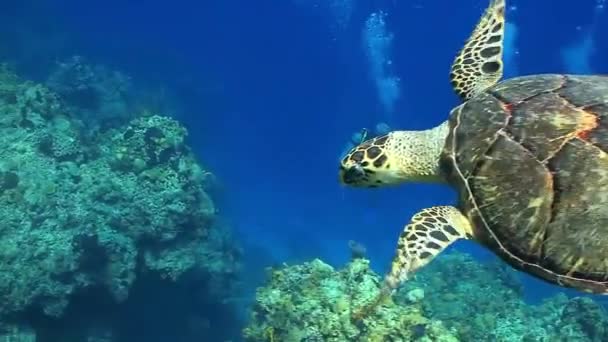 Big Sea Turtle Swimming Sideways Showing Shell — Stock Video ...