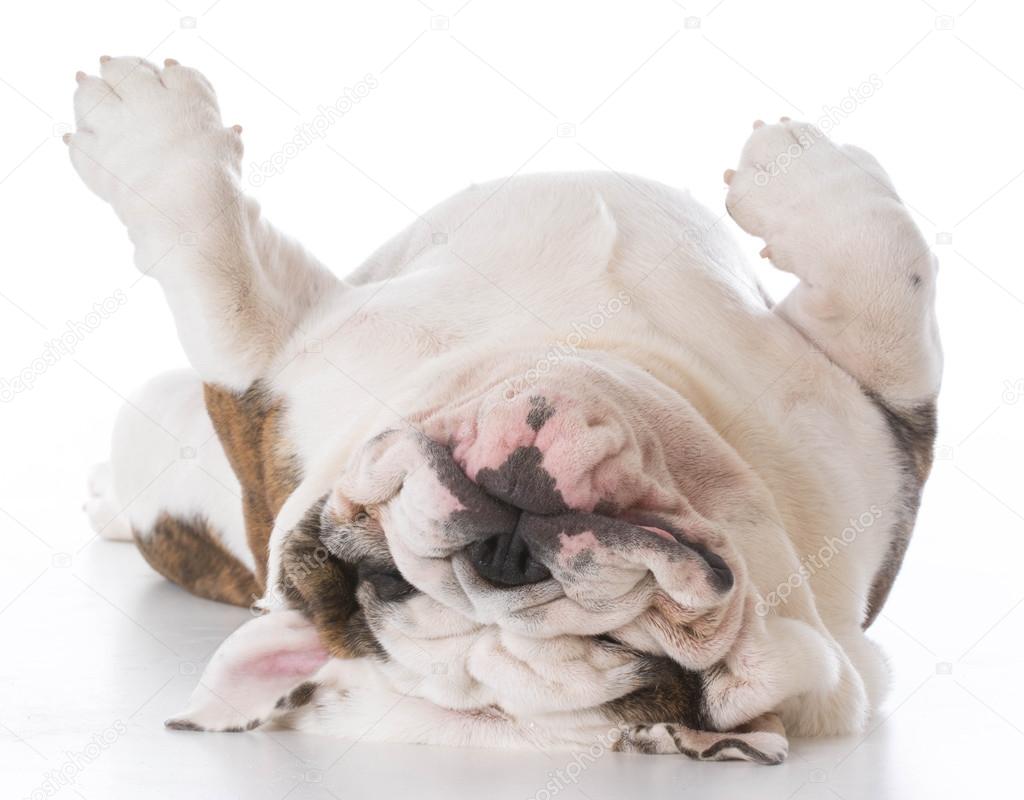 Bulldog Lying Down Clear Background