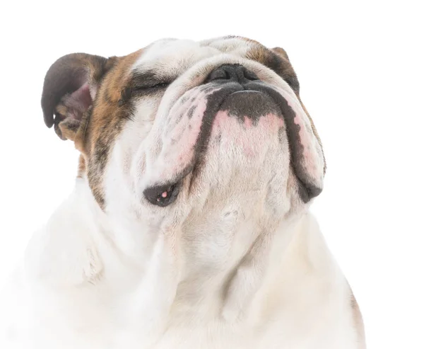bulldog mouth — Stock Photo © willeecole #13924802