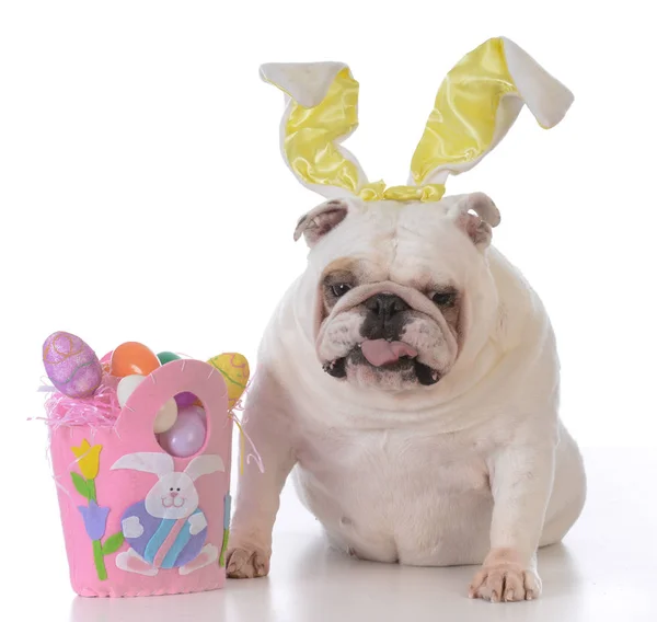 Easter dog Stock Photo by ©willeecole 24014635
