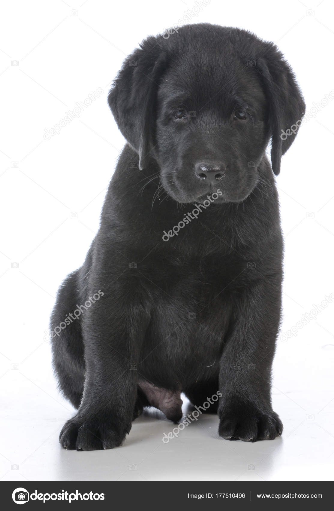 Male labrador retriever Stock Photo by ©willeecole 177510496