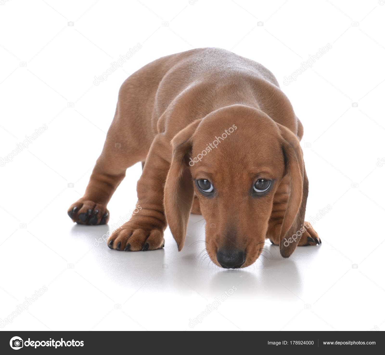Moving Dog Backgrounds
