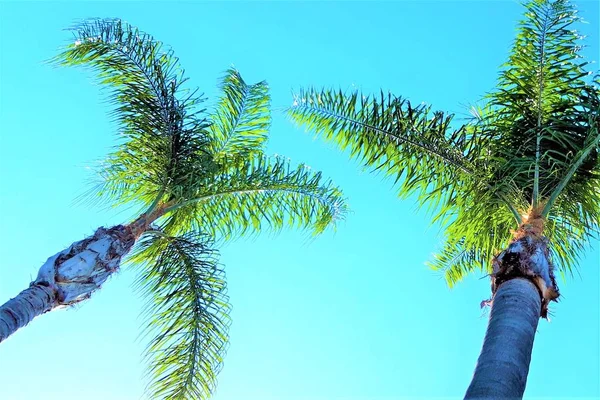 Hanging palm tree branches Stock Photos, Royalty Free Hanging palm tree ...