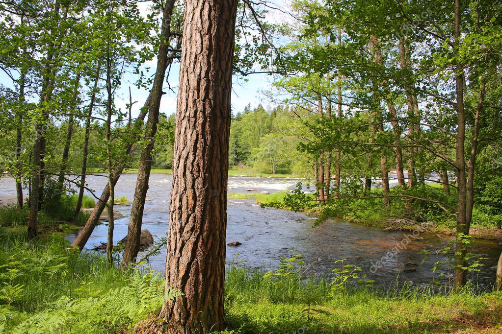 Hermosos rboles en el bosque cerca de Langinkoski junto al r o Kymi en ...