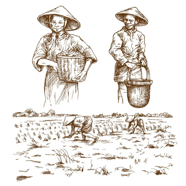 Rice Farm Drawing