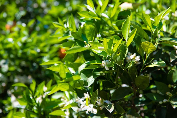 Beautiful orange blossoms and flowers at orange tree in sunny day at ...