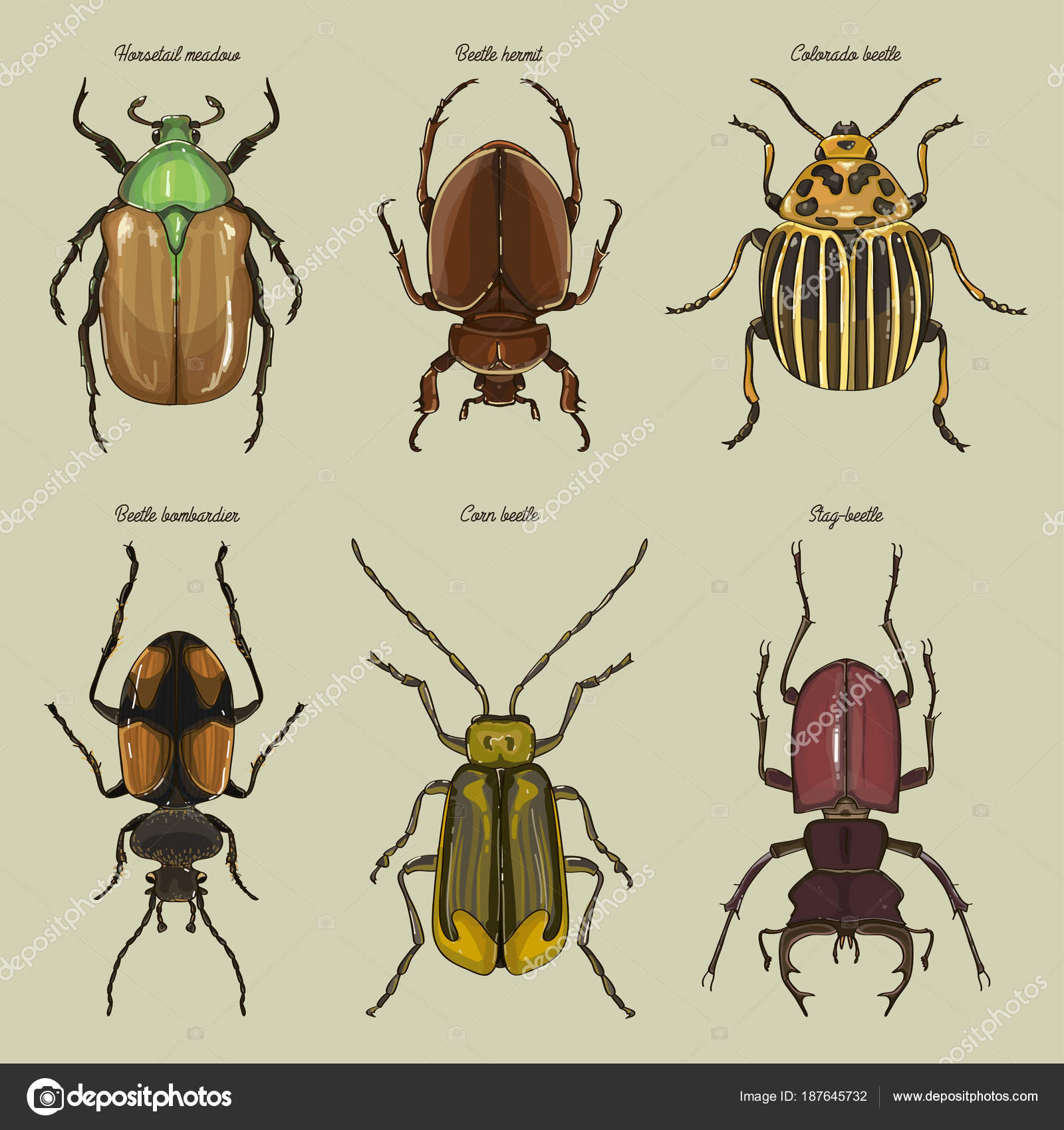 Set of beetle illustrations Stock Vector by ©Netkoff 187645732