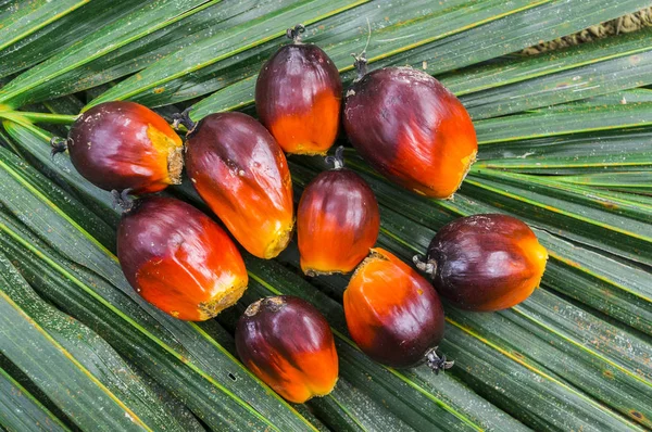 Red palm Stock Photos, Royalty Free Red palm Images | Depositphotos