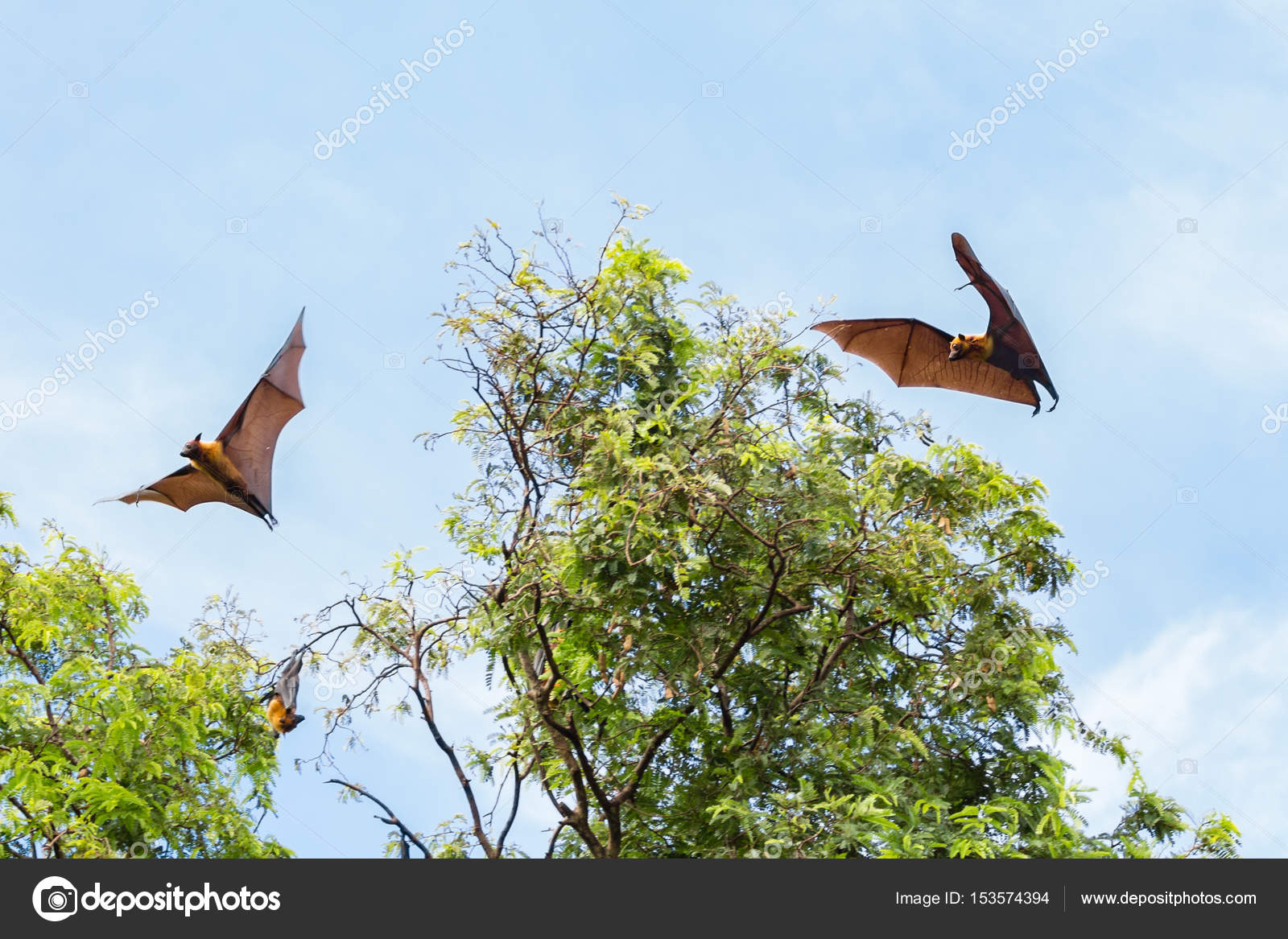 Gigantiske Fruktflaggermus Mascot Gigantisk Gul Og Hvit Banan,