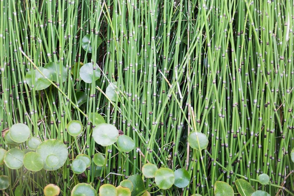 Rush Plants Garden Water Container Stock Photo Stock Photo by ...