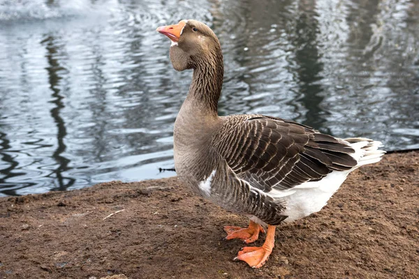 Tula goose | Tula goose breeds grazed on a lawn — Stock Photo © Leonid ...