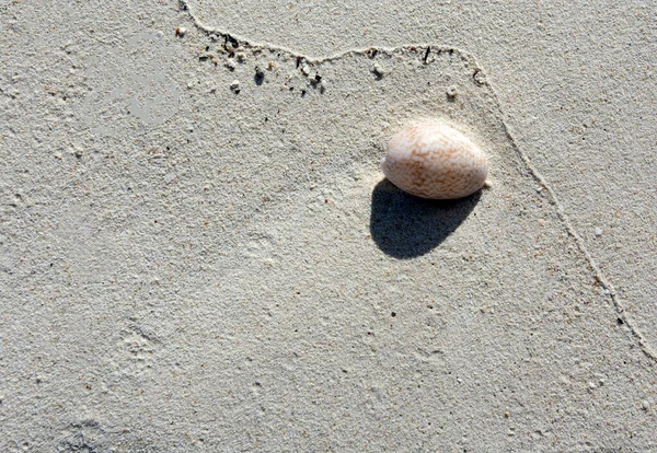 Ovo de caranguejo em ferradura Stock Photos, Royalty Free Ovo de ...