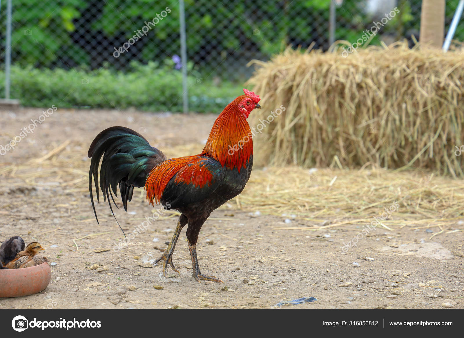 Eat Cock Telegraph