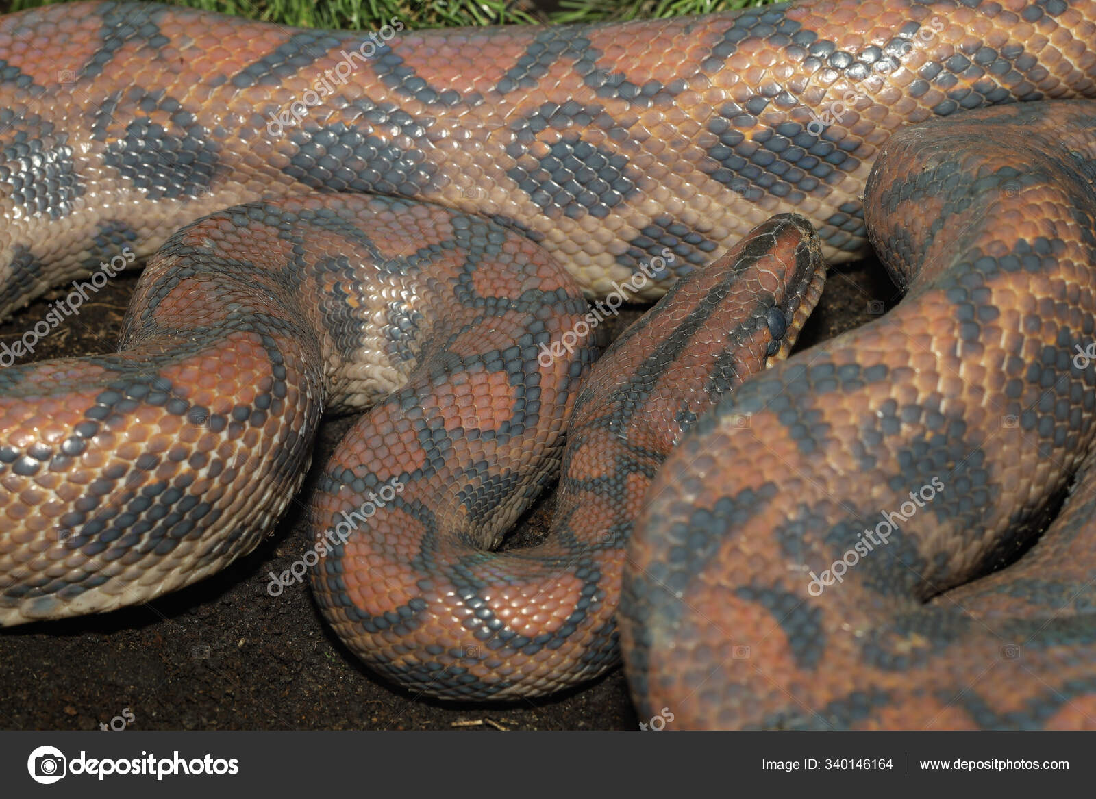 Brazilian rainbow boa snake in garden at thailand — Stock Photo ...