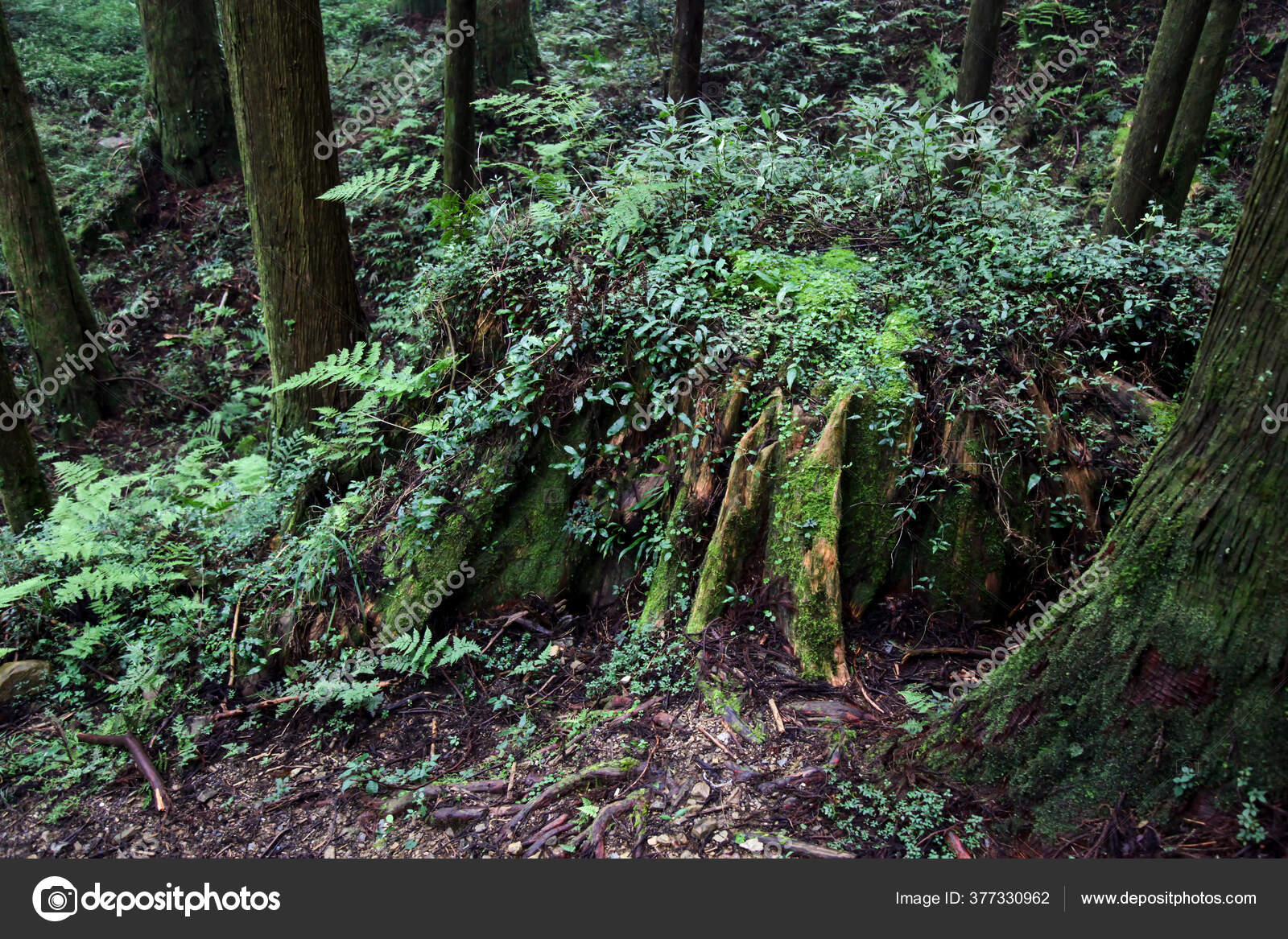 Old Root Big Tree Alishan National Park Area Taiwan — Stock Photo ...