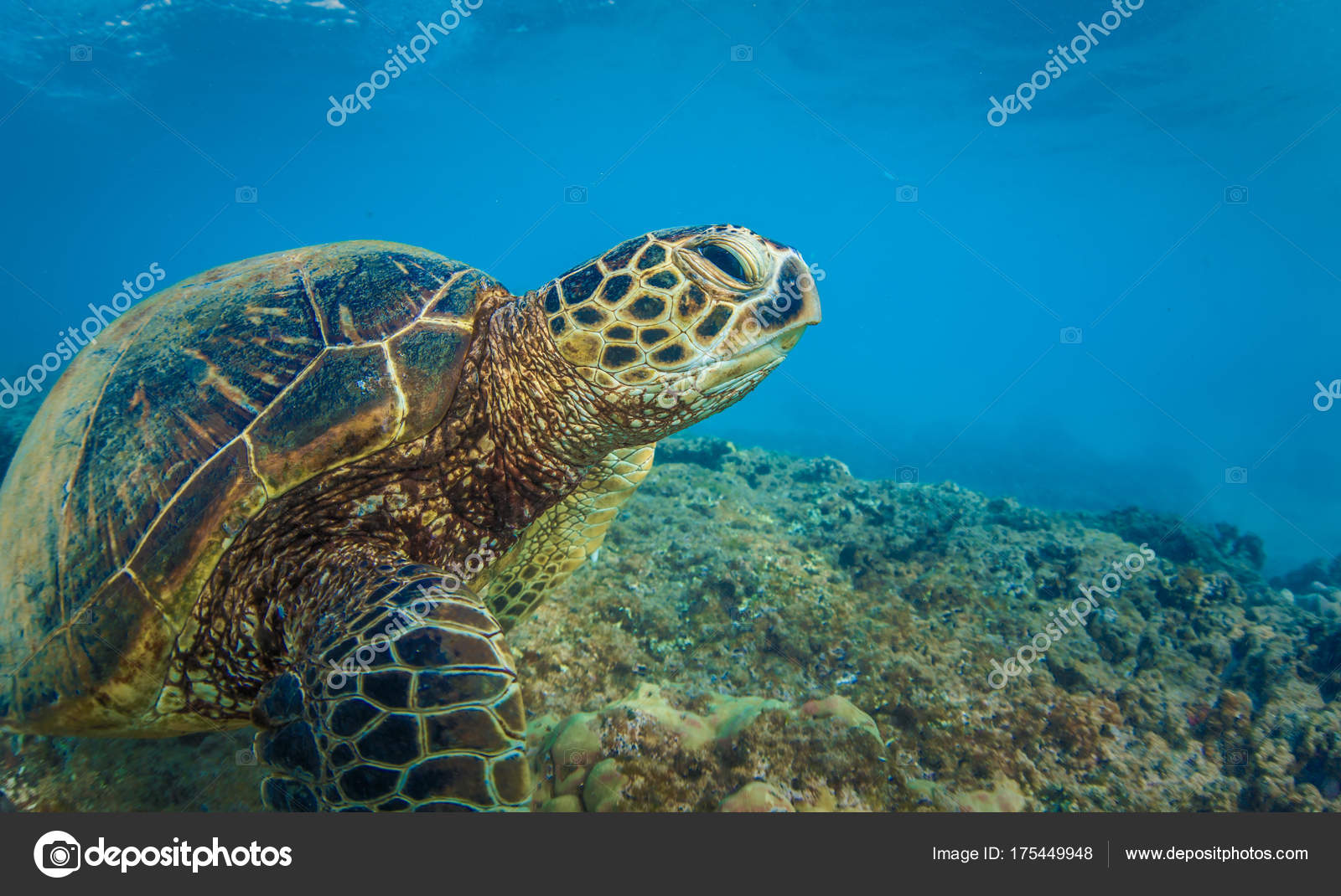 Photos: sea turtles underwater | Sea Turtle Bottom Underwater Blue ...
