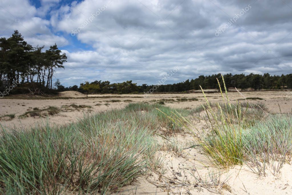 Sand Plain and Dunes in a Dutch nature reserve — Stock Photo ...