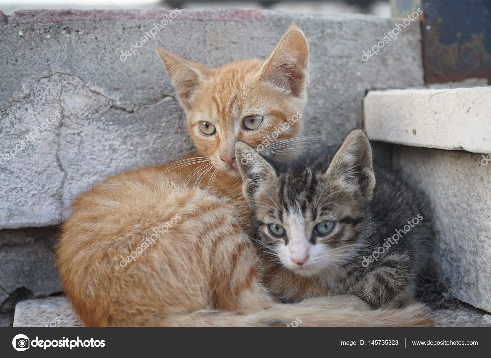 Two cute cats — Stock Photo © shmeljov #145735323