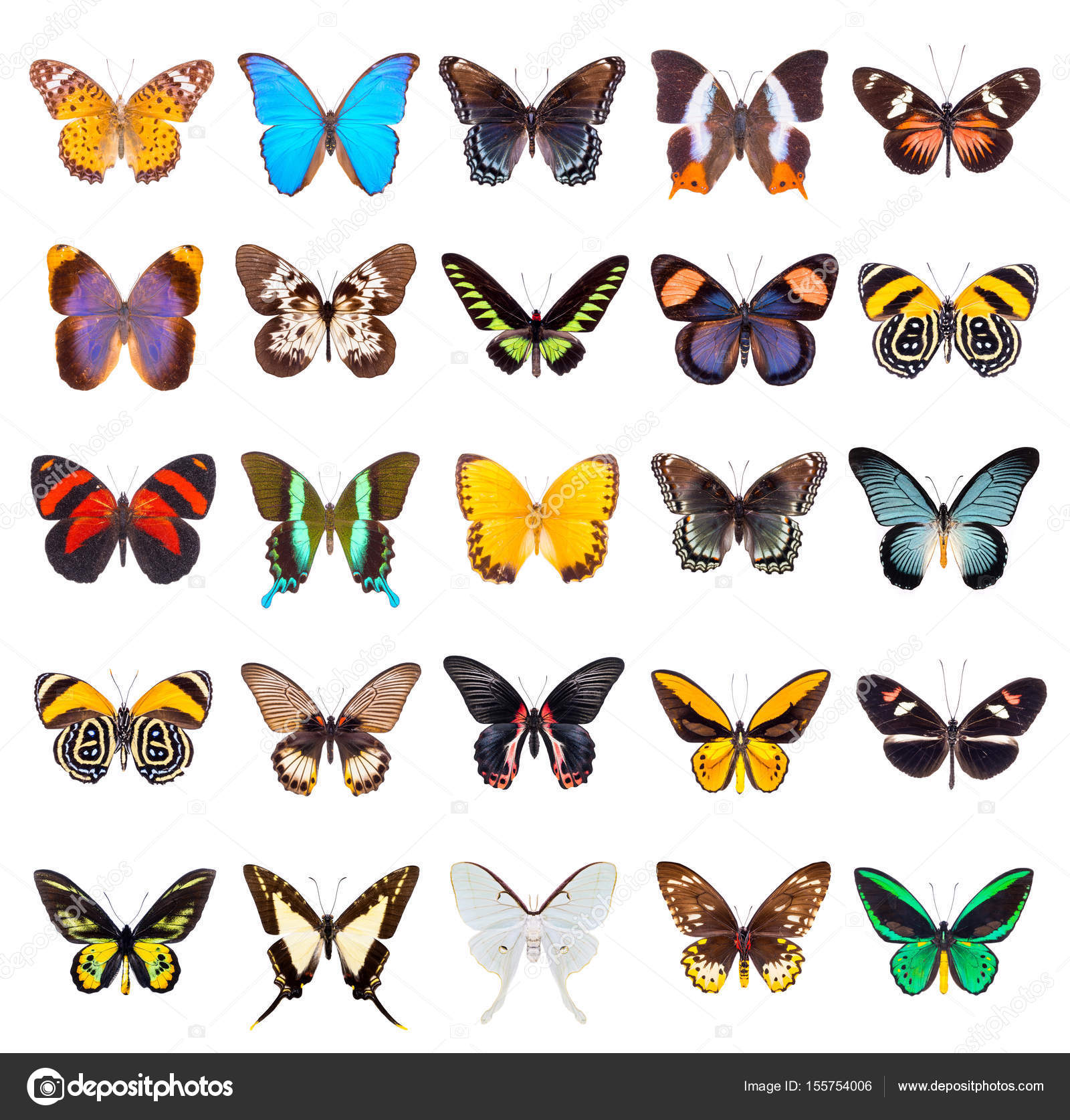 Set of beautiful butterflies — Stock Photo © shmeljov #155754006