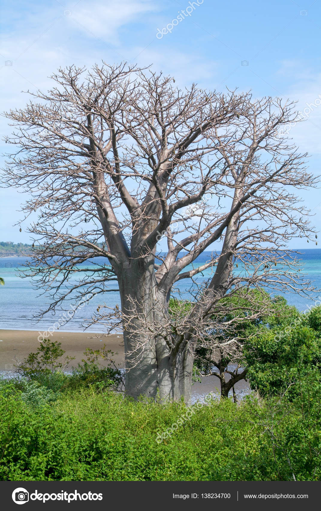 Baobab tree on a beach on Mayotte island Stock Photo by ©Fotoember ...