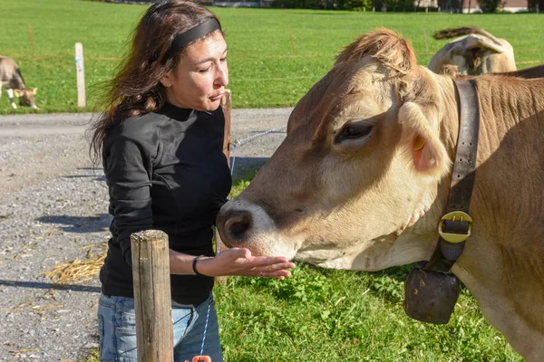 A girl feeds the cow ⬇ Stock Photo, Image by © natulrich #4182026