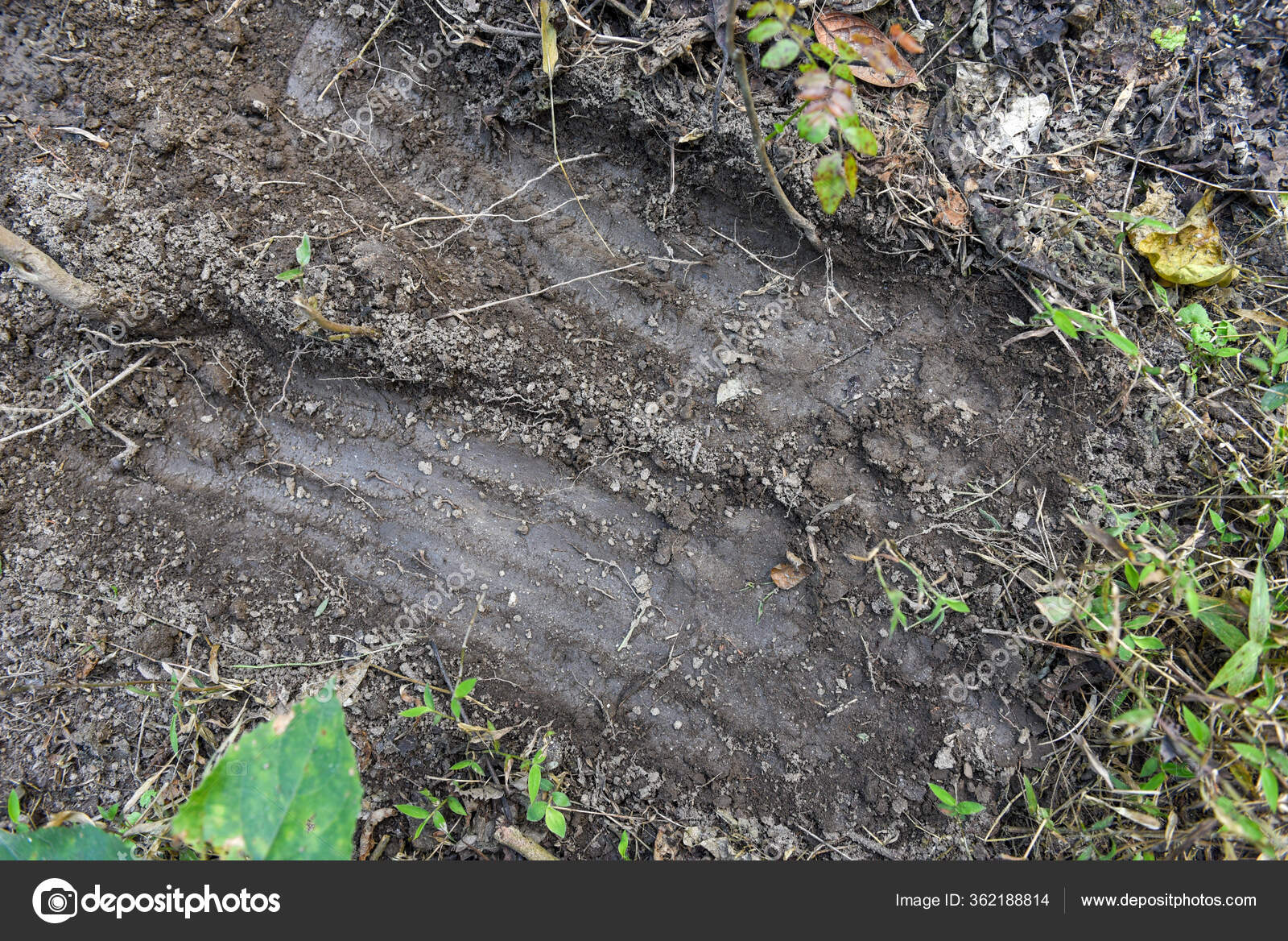 Tiger Footprints Chitwan National Park Nepal Stock Photo by ©Fotoember ...