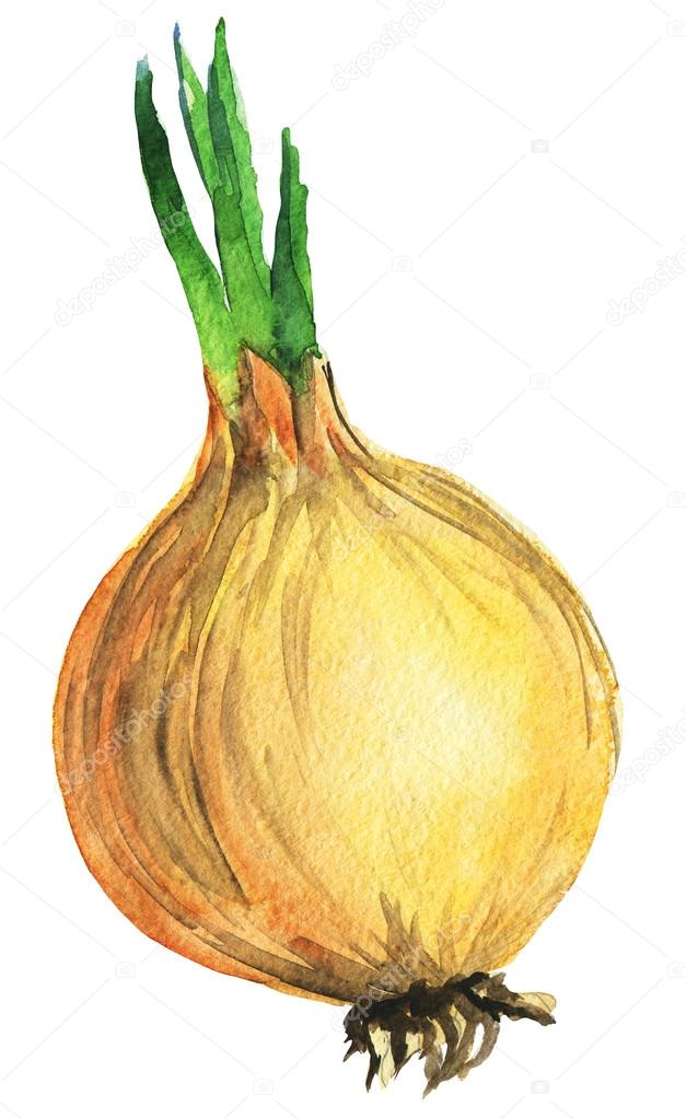 Onion. Hand drawn watercolor painting — Stock Photo © storonka #124975016 Onion. Hand drawn watercolor painting — Stock Photo © storonka #124975016