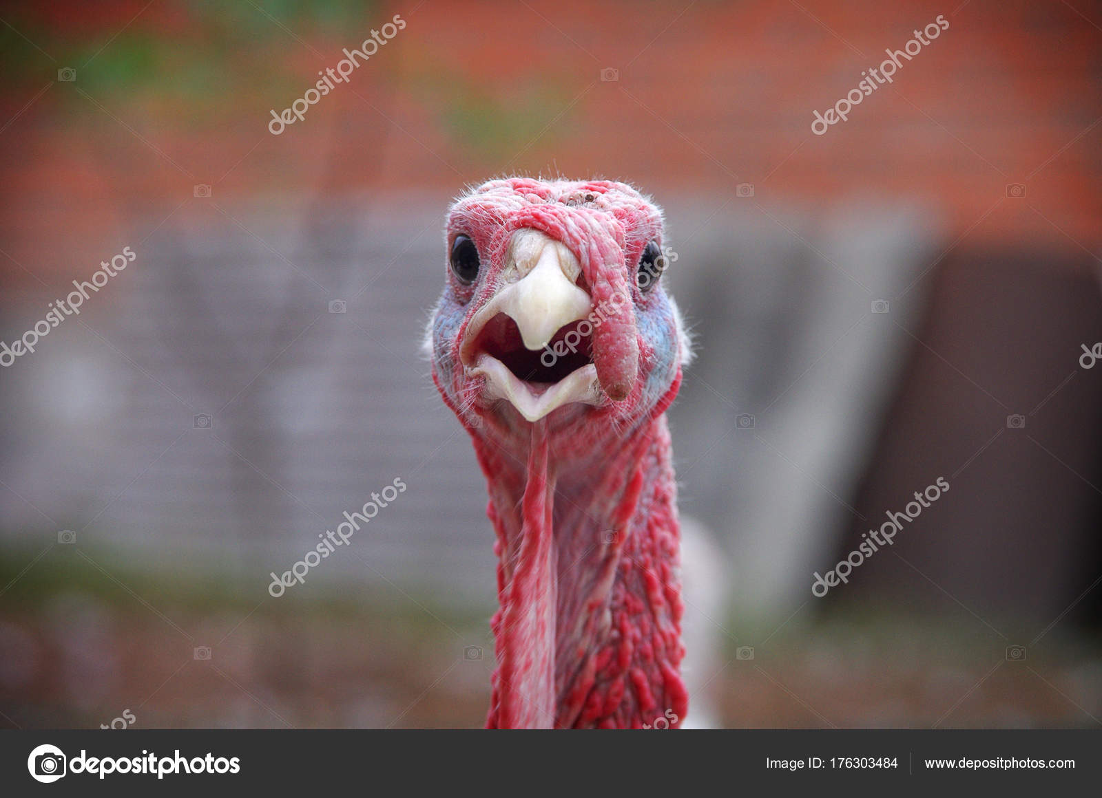 Head Surprised Turkey — Stock Photo © toriremark #176303484